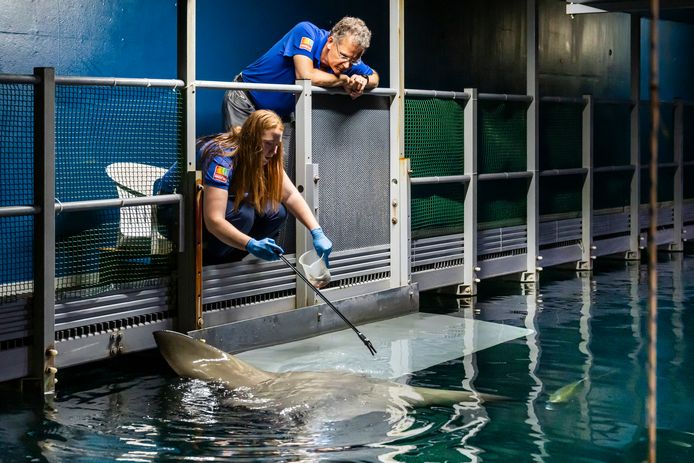 Het grote succes van de adelaarsroggenkwekers van Arnhem: ‘De meest ...