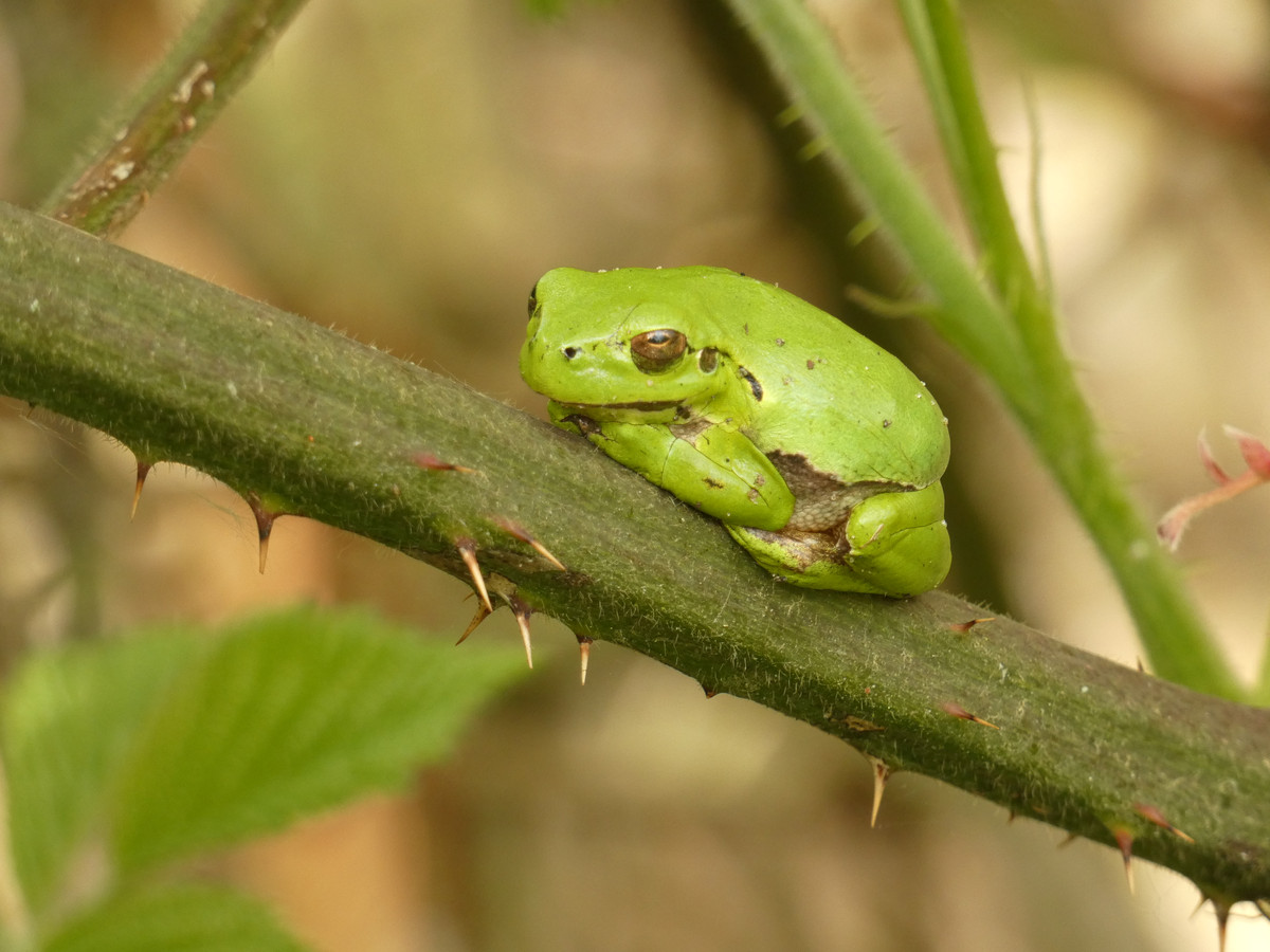 Zeldzame steltkluten en ‘gewone’ kluten duiken op in waterpartijen op ...