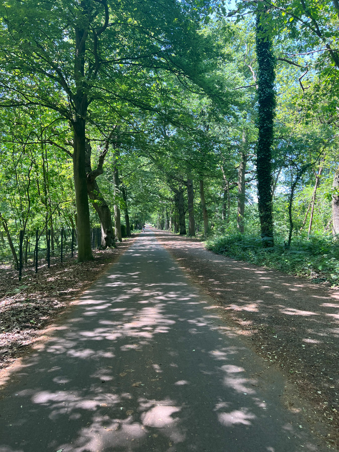 9,5 km lang genieten tussen uitgestrekte bossen: onze journaliste test ...