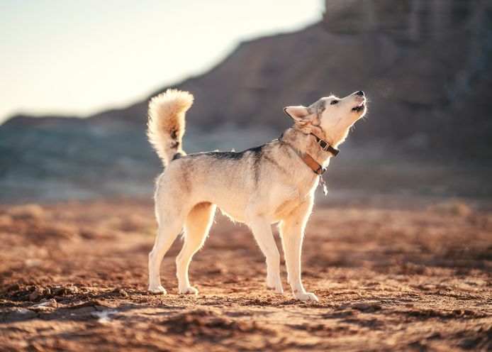 Is je hond een janker of blaffer? Dat zou hieraan liggen, zeggen ...