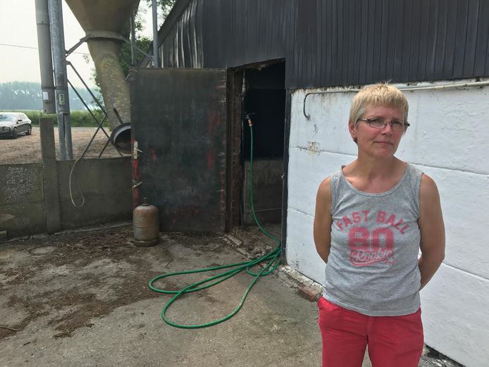 Boerin redt zélf varkens uit aalput | Damme | hln.be