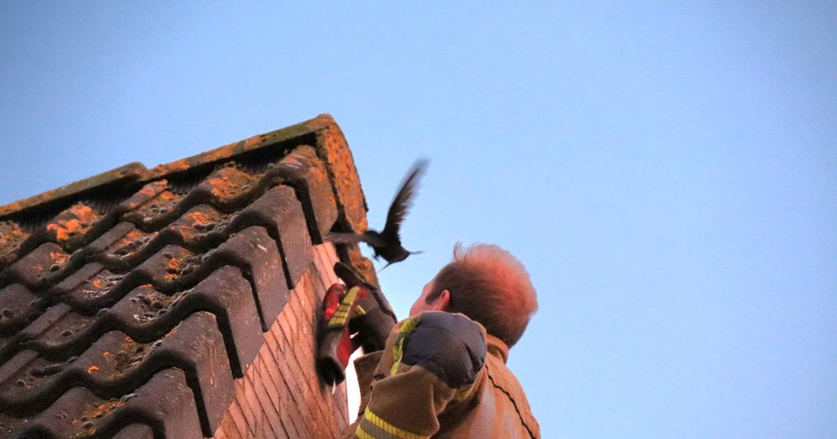 Zwaluw zit vast tussen dakpannen in Sprang-Capelle, brandweer moet uitrukken | Waalwijk ...