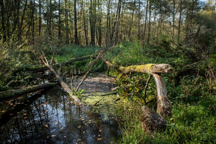Wil jij graag weten hoe een bever zijn burcht bouwt? Kom het zelf ...