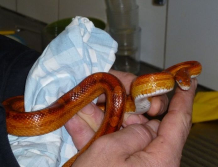 Slang in keuken zorgt voor schrik in Kamper huis | Kampen | destentor.nl