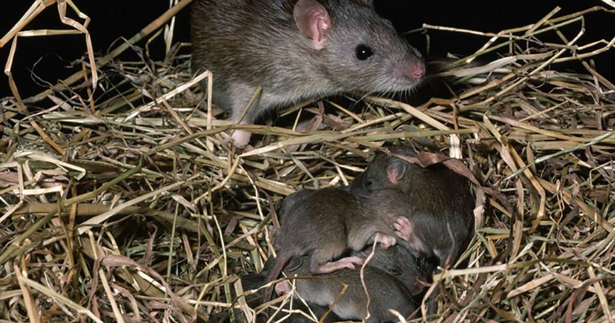 Ook in Sint Marten ratten gezien | Arnhem | gelderlander.nl