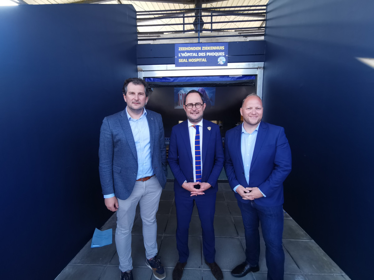 SEA LIFE in Blankenberge opent gerenoveerd zeehondenverblijf: “Vanaf nu ...