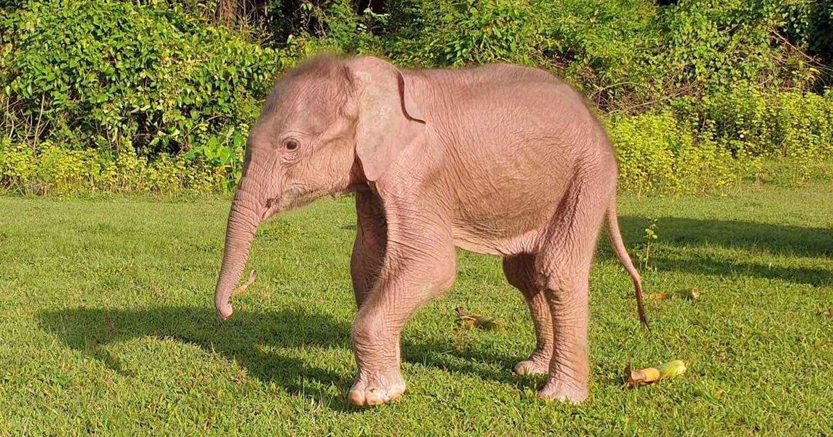 Zeldzame witte olifant geboren volgens staatsmedia Myanmar | Dieren | hln.be