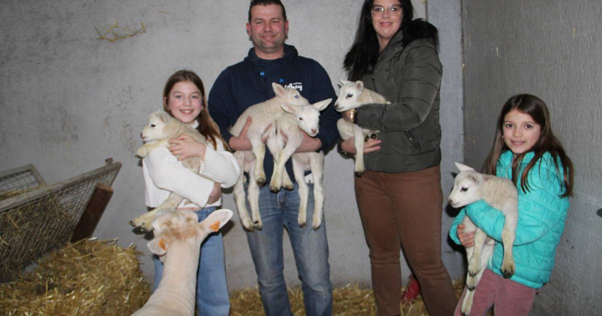 Schattig! Schaap Laura bevalt van vijfling in Ingelmunster ...