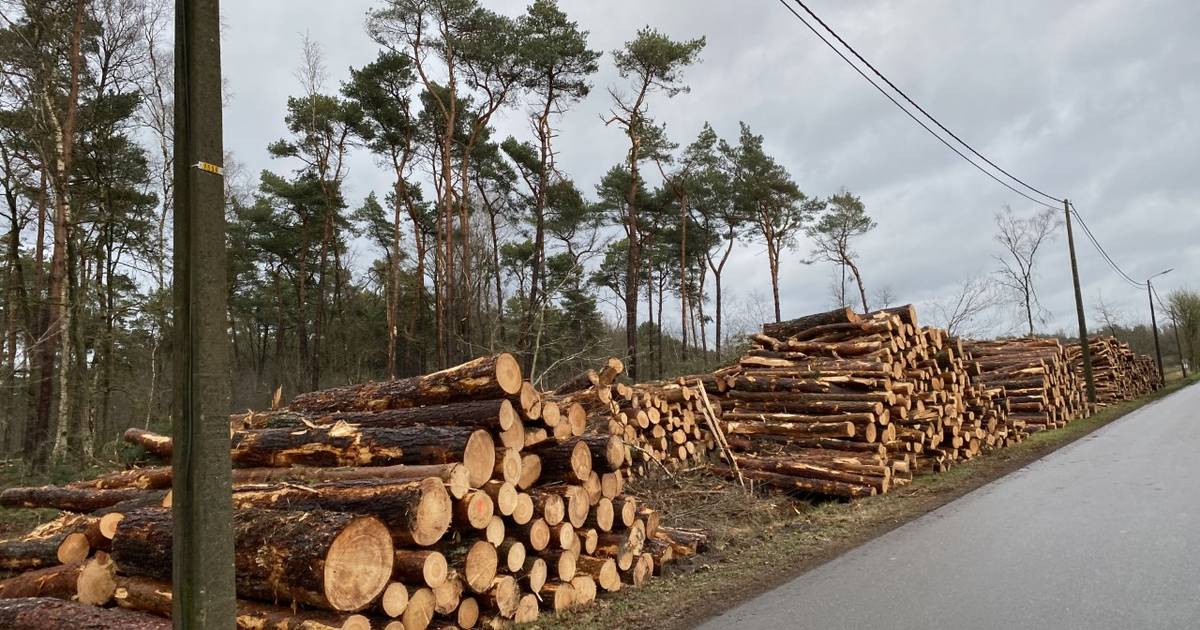 Bomen aan Molenheide weldra gekapt: “Om natuur te beschermen” | Ravels ...