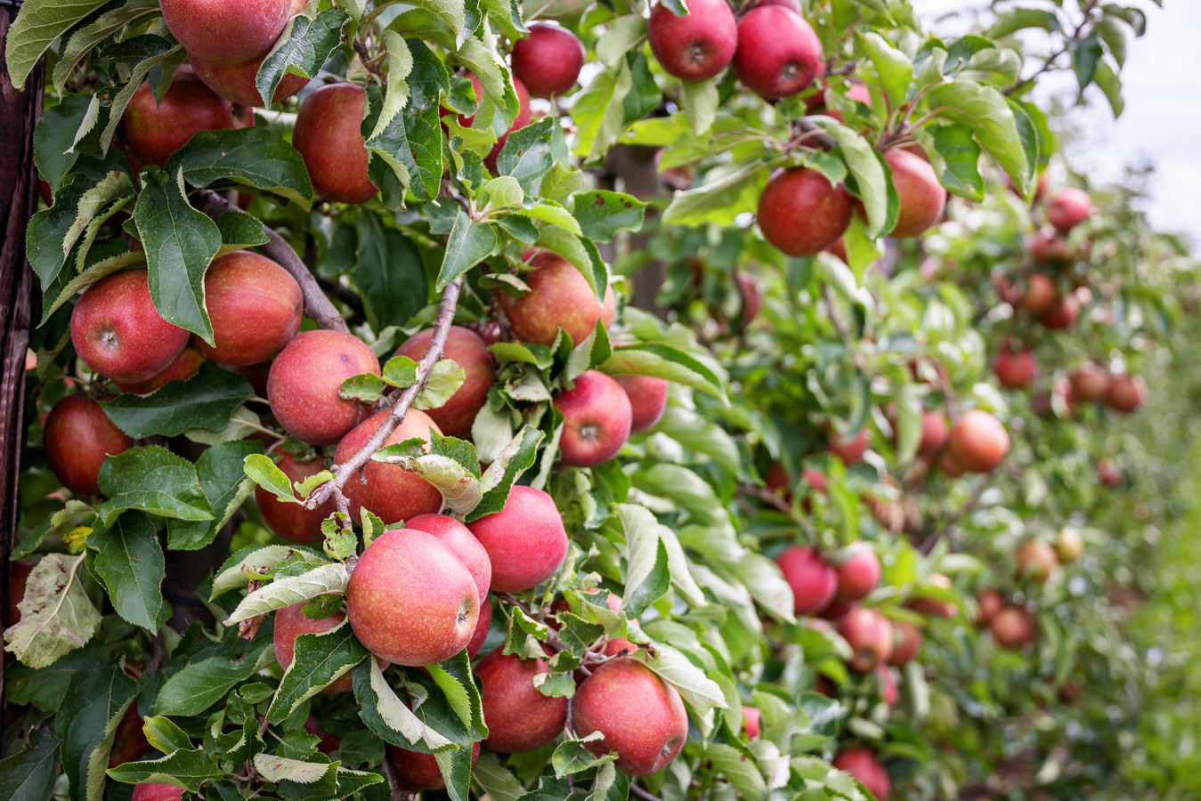 Droogte? Cees en andere fruittelers in Flevoland hebben er amper last ...