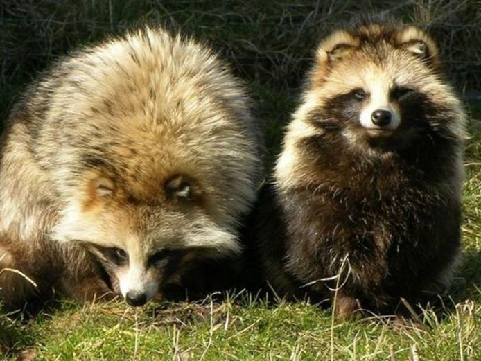 Wie heeft de wasbeerhond gezien? | Nieuws | destentor.nl