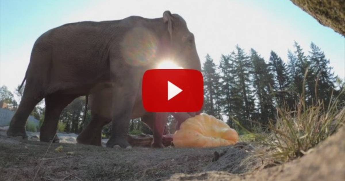 Video van de Dag | Hoe eet een olifant een pompoen van 400 kilo? | Regio | destentor.nl