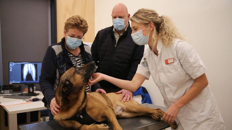 Hond genezen van botkanker na behandeling met kankervaccin | Het Parool