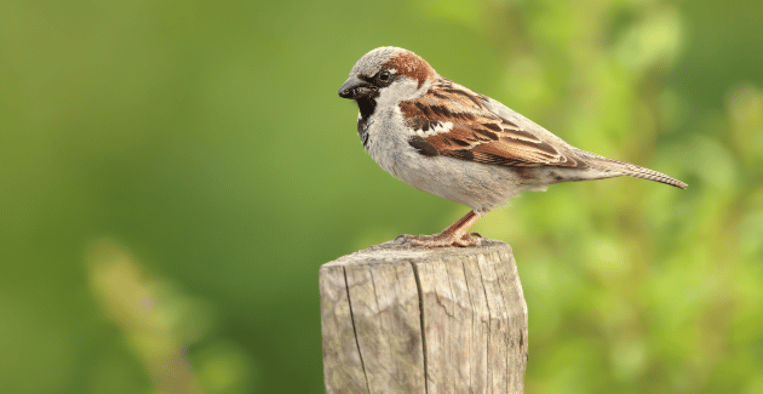 Waar komt het gezegde 'iemand blij maken met een dode mus' vandaan?