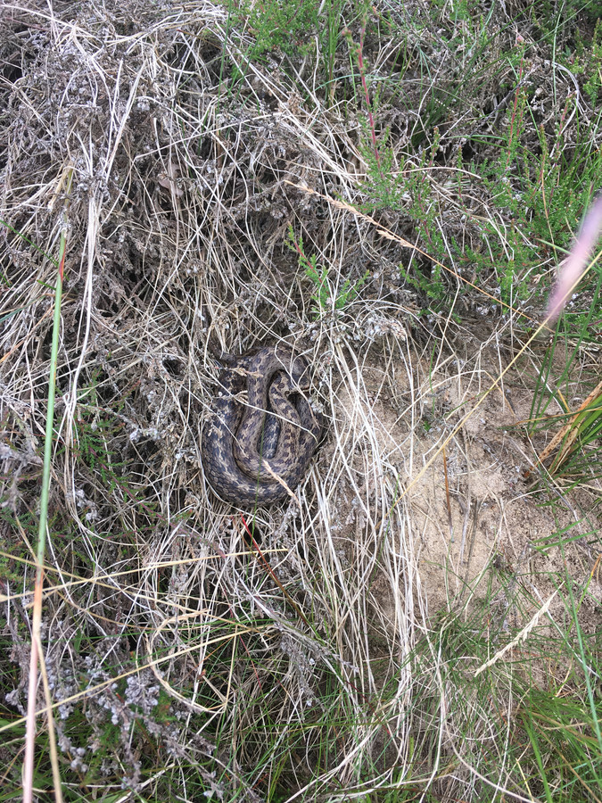 Mysterie op Veluwe drijft onderzoekers tot wanhoop: waar is de gladde ...