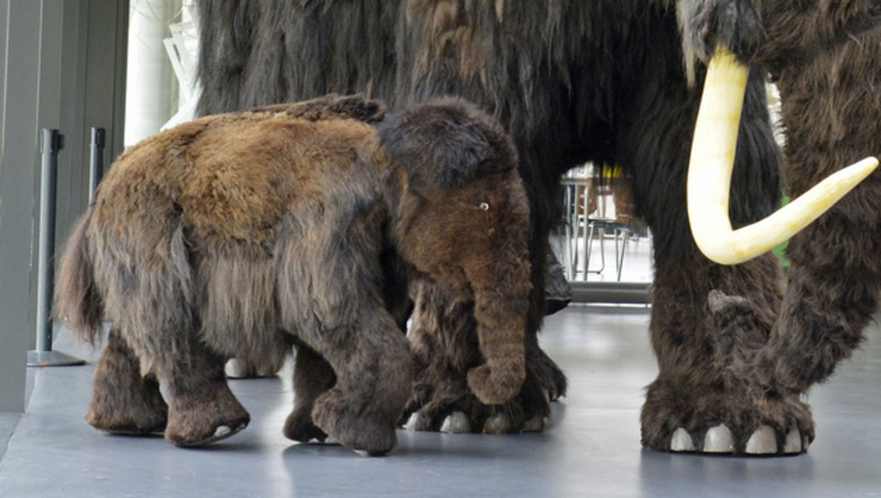 "Oermensen stalen mammoeten van leeuwen" | De Morgen