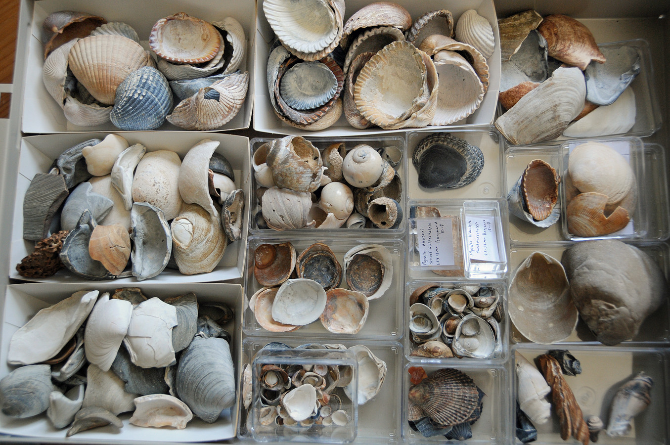 Exotische schelpen rukken op aan het Zeeuwse strand | Foto | pzc.nl