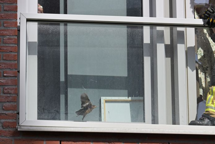 Vogeltje zit gevangen tussen ruiten, brandweer schiet te hulp | 112 nieuws Breda | bndestem.nl