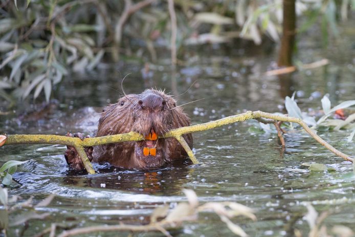 Een etende bever in de Biesbosch, hoe vaak zie je dat? | Oosterhout ...