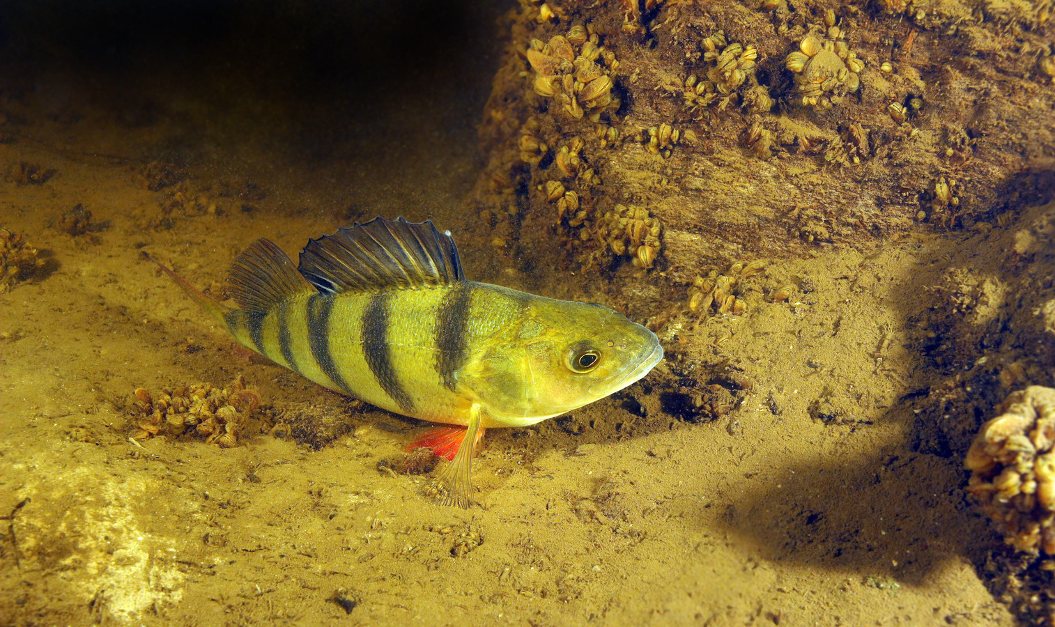 Han duikt in ‘prachtige’ onderwaterwereld Zegerplas: ‘mammoetbotten en ...