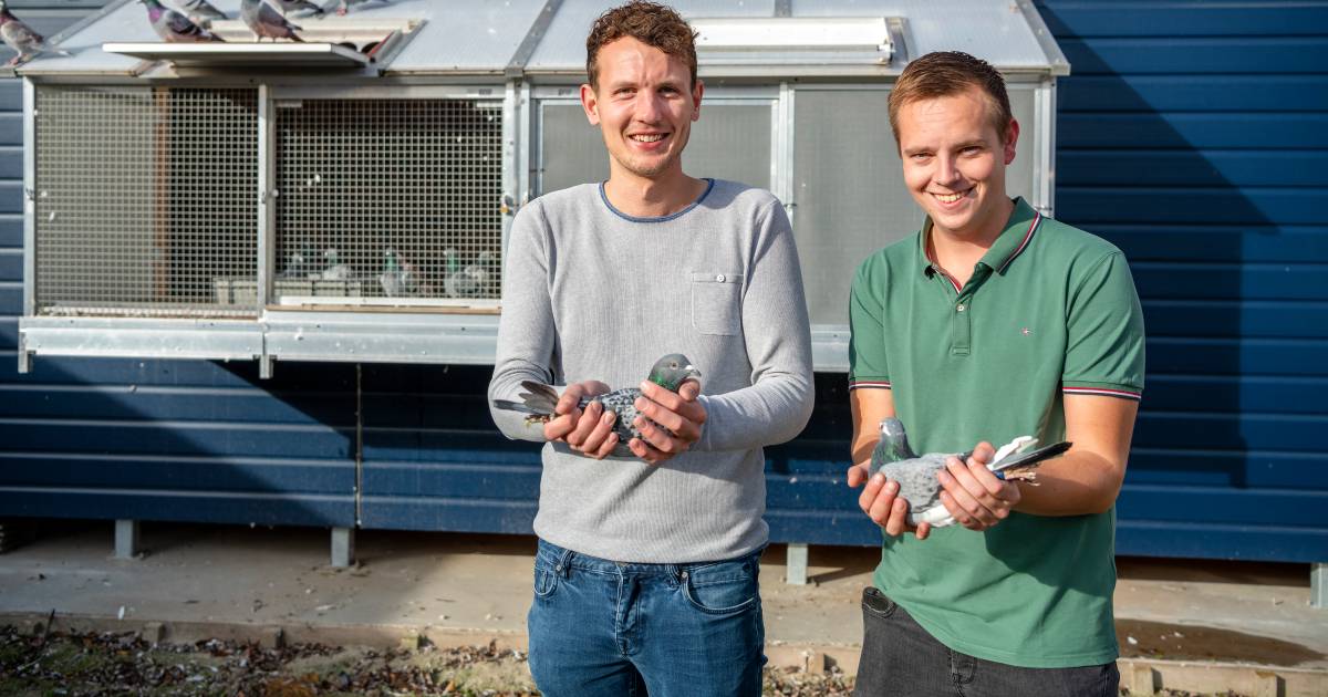 Dikke doekoe voor een roekoe; duivenveiling levert tienduizend euro op ...