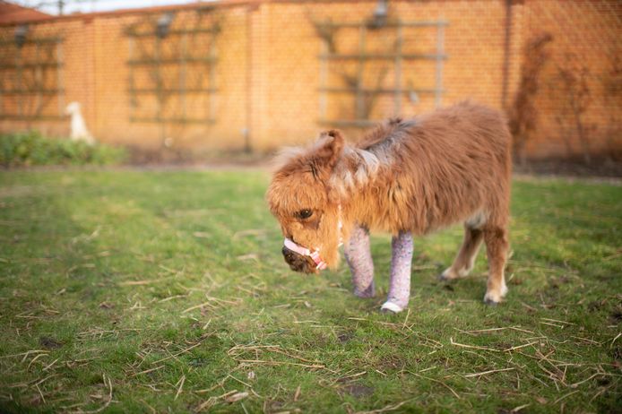 Ooit al van een shezel gehoord? Maak kennis met ‘Ponkey’, een ...