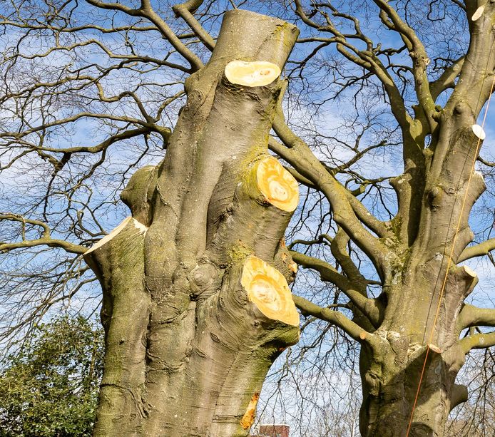 Stam gevelde rode beuk op kerkhof Zwartsluis blijft behouden om er ...
