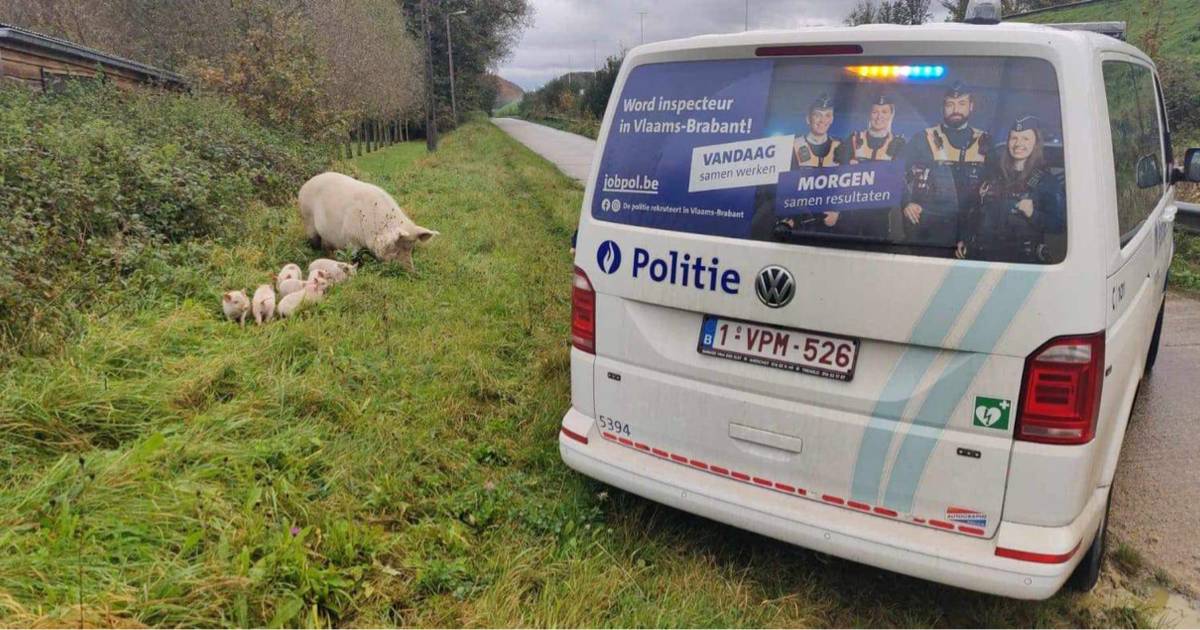 Zeug en zeven biggetjes verloren gelopen in Rillaar | Aarschot | hln.be