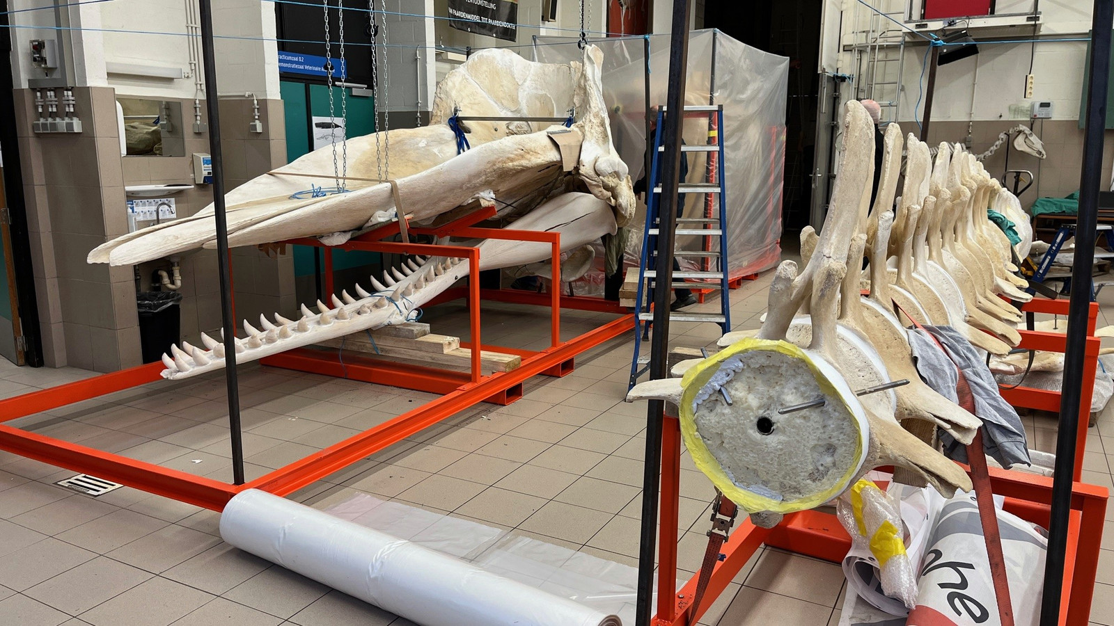 Exact 35 jaar terug lokte aangespoelde potvis Valentijn van Sint-André ...