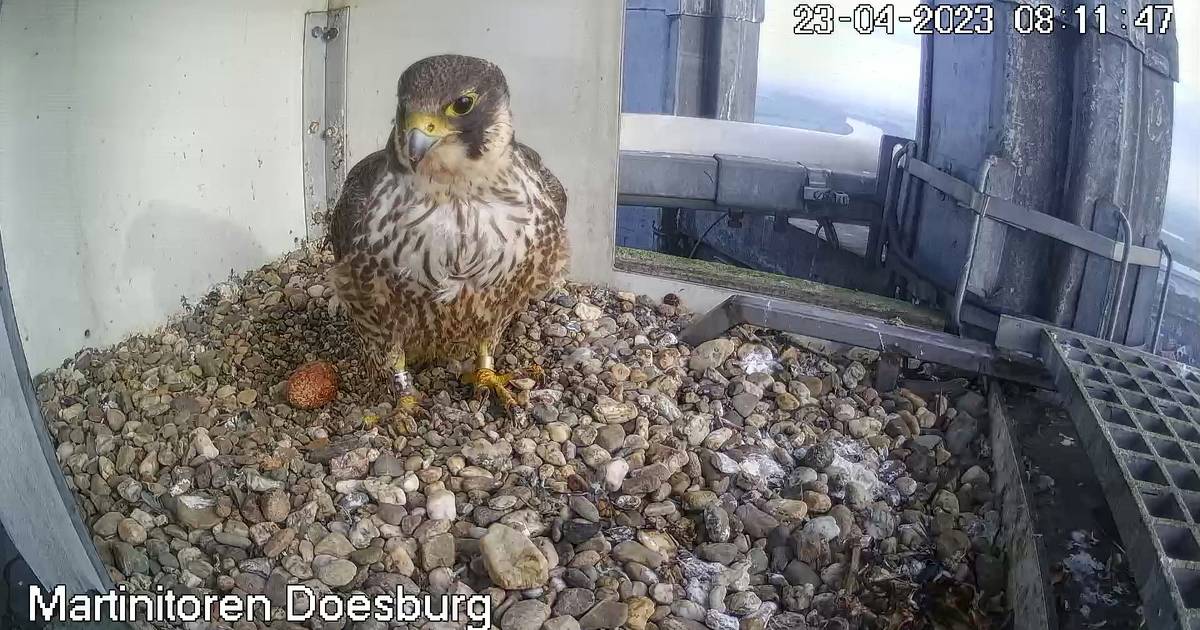 Jonge valk in toren Doesburg legt ei, maar kans op succes klein ...