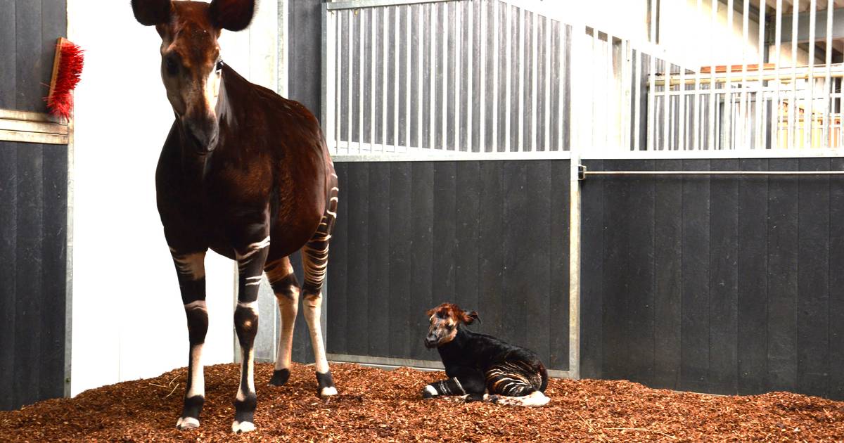 Beschuit met muisjes voor Safaripark Beekse Bergen: baby-okapi Beni geboren | Hilvarenbeek | AD.nl