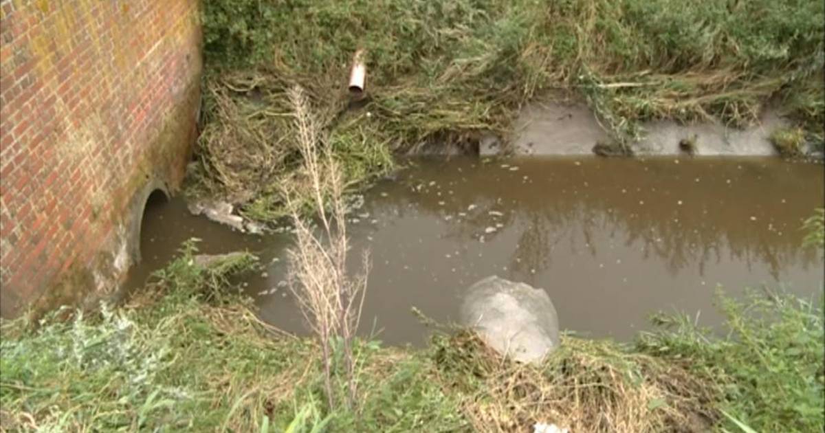 Duiker 40 meter in riool meegesleurd | Binnenland | hln.be