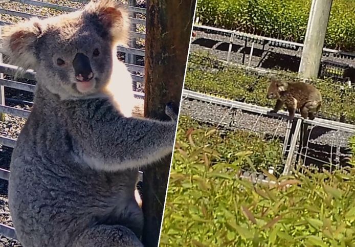 KIJK. ‘Schattigste dief’ van Australië slaat opnieuw toe: koala Claude ...