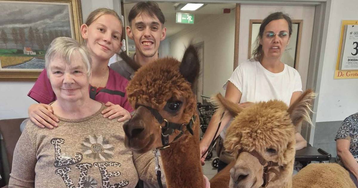Alpaca's en pony op bezoek bij bewoners woonzorgcentra Wilgendries ...