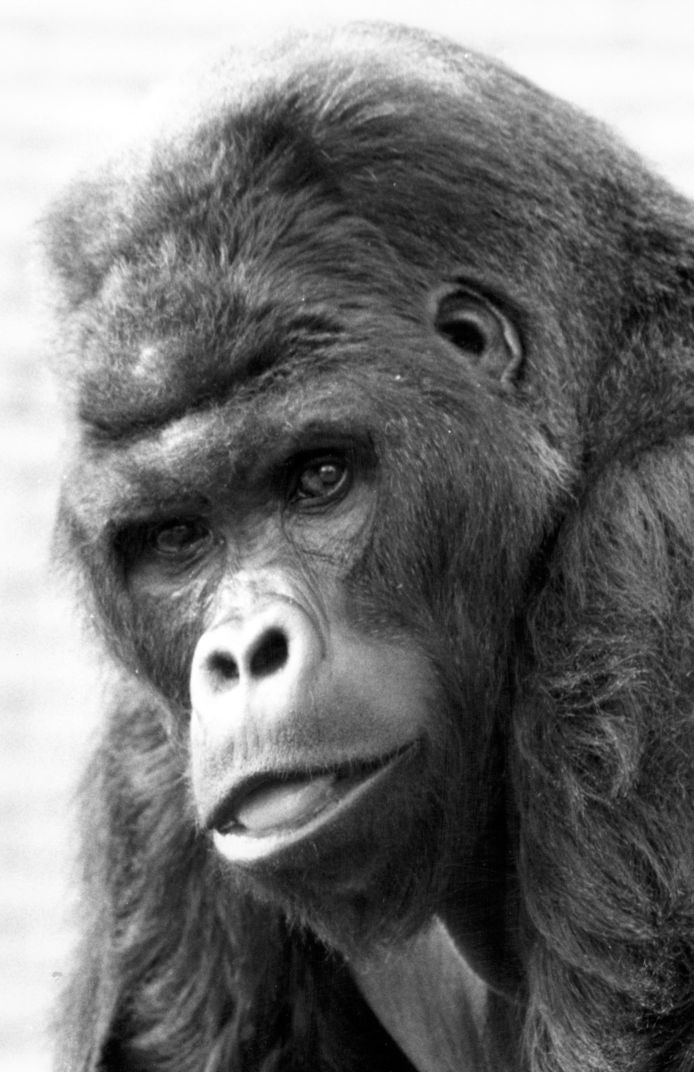 Gust: de eeuwige ster van de Zoo | Antwerpen | hln.be