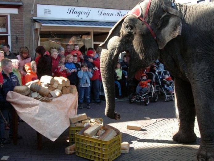 Indische dikbillen vullen de maag voor drie showdagen in Hasselt ...
