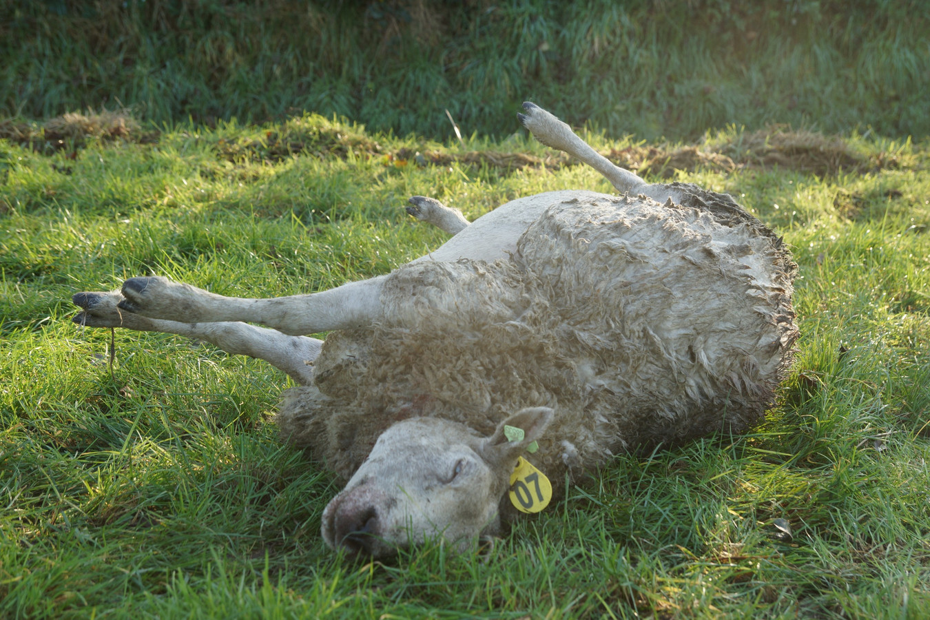 Elf dode schapen in weiland gevonden in Sprang-Capelle, mogelijk wolf ...