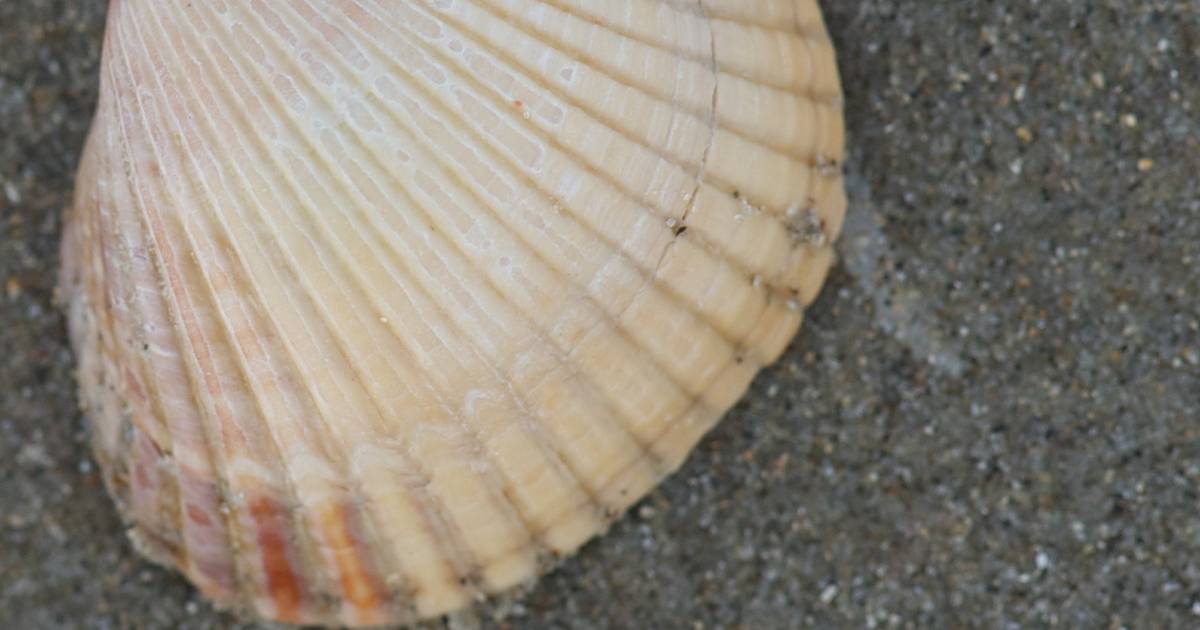 Kokkel is populairste schelp | De Krant | hln.be