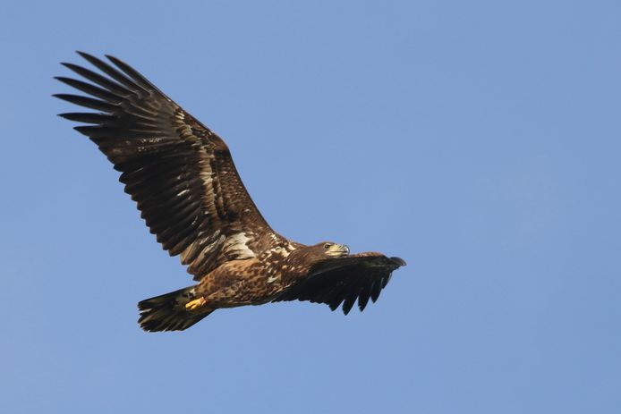 Wandelpad voor het eerst verboden gebied vanwege nestelende zeearenden ...