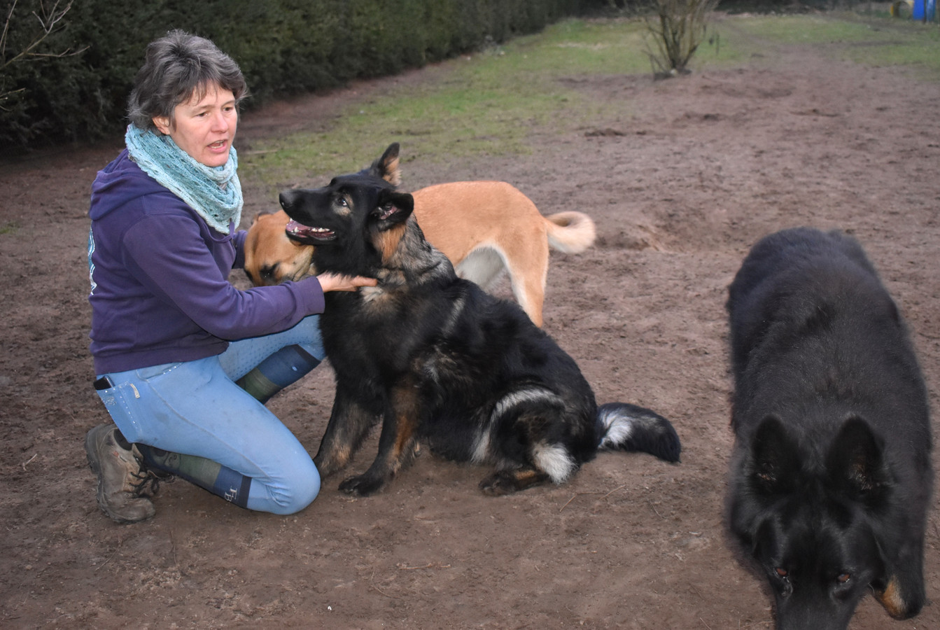 Hondenopvang Born To Play moet plotsklaps sluiten door burengeschil ...