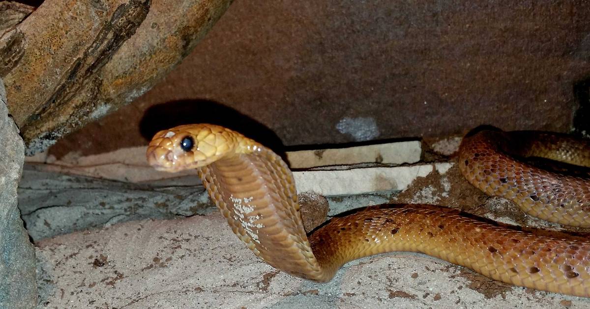 Eigenaar van giftige slangen wordt gebeten en ontsnapt aan de dood ...