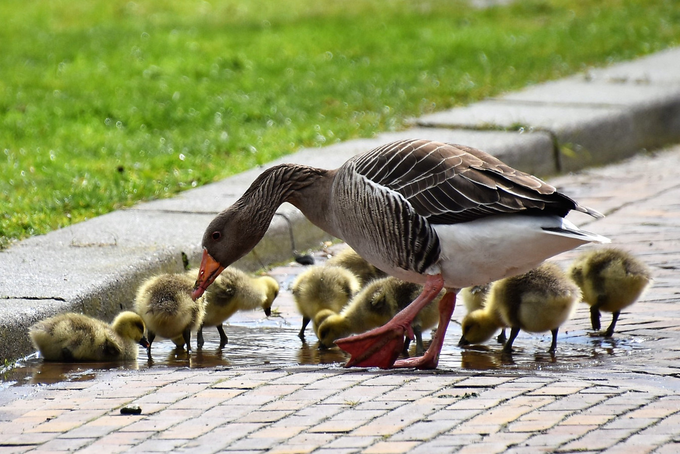 MIJN FOTO | Familie gans in een regenplas | Foto | AD.nl
