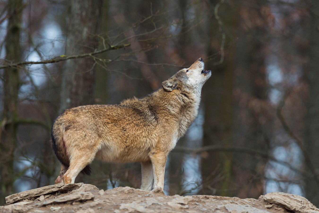 Zo vaak sloeg de wolf de afgelopen tijd toe in Brabant | Foto | bndestem.nl