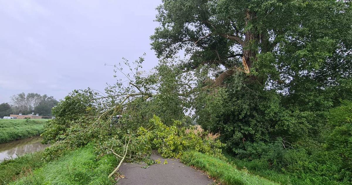 Jaagpad langs Demer niet toegankelijk door omgevallen boom | Aarschot ...