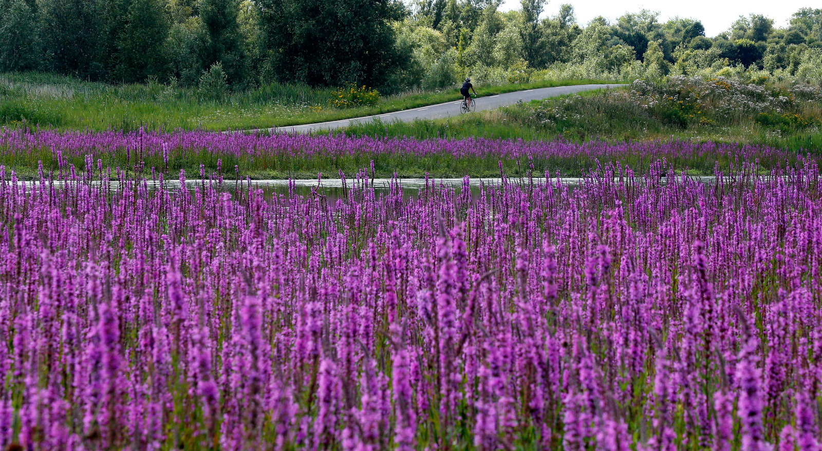 Nieuwe natuur in de Noordwaard zorgt voor verrassing: ‘Zeldzame ...