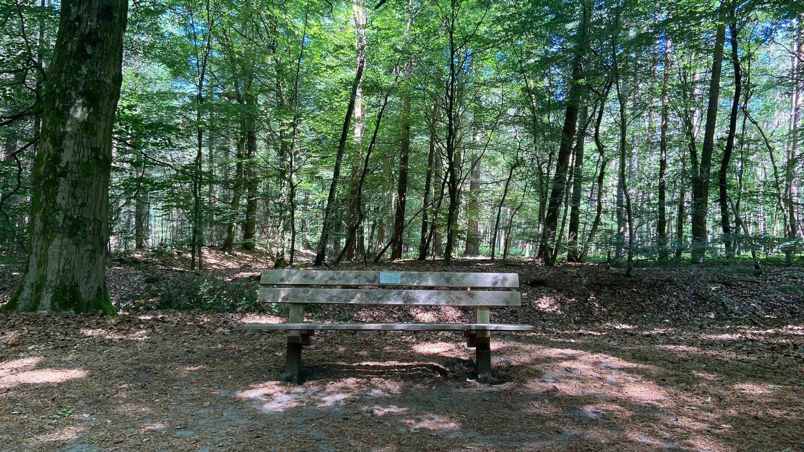 WANDELROUTE | Wandelen op de Veluwe: bos, beekjes en bruidsparen op landgoed Staverden | Foto ...