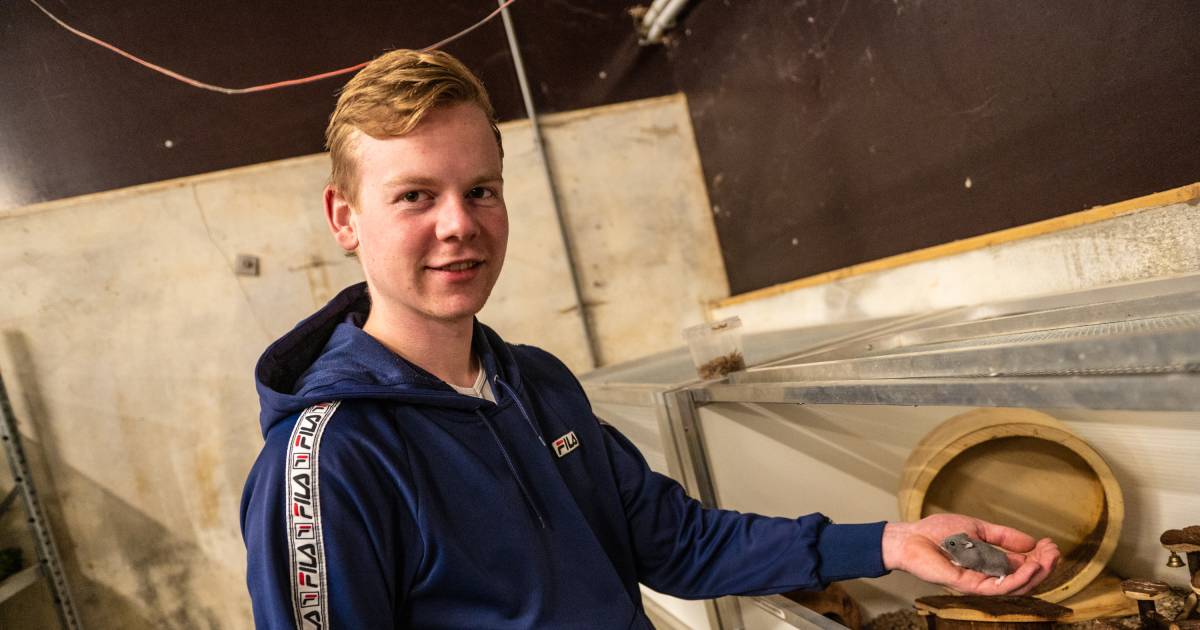 Nick (23) moet noodgedwongen stoppen met fokken van hamstersoort: ‘Ik ...