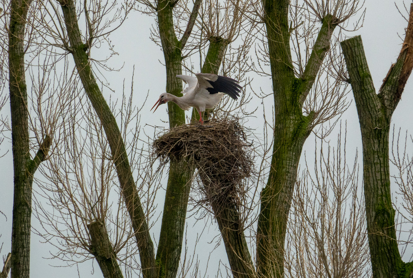 Ooievaars zoeken hun nesten weer op, in Kekerdom kiezen ze voor eigen ...