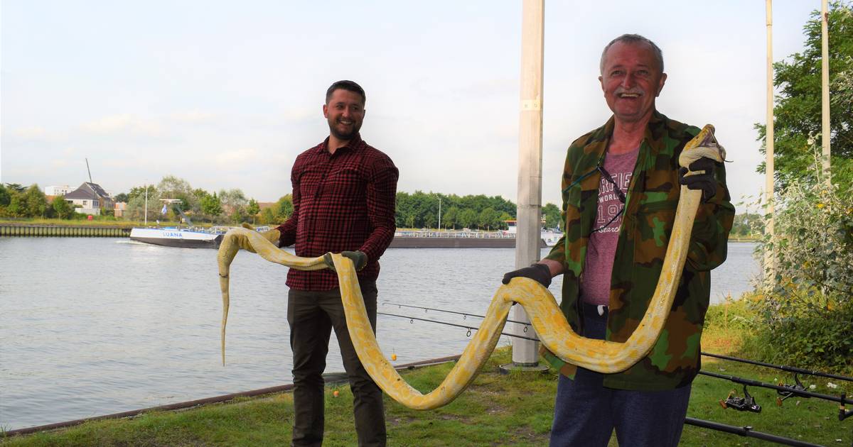 Vrienden vissen dode slang van vier meter uit kanaal Gent-Terneuzen ...
