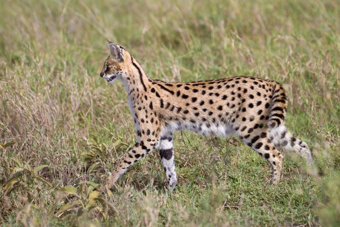 Serval of egel als huisdier mag niet meer vanaf 2024 | Binnenland | AD.nl